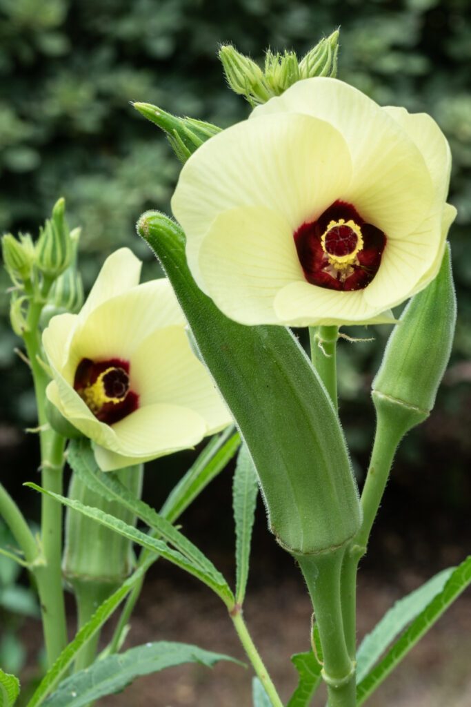From Seed to Soil: Spring - Edible San Diego