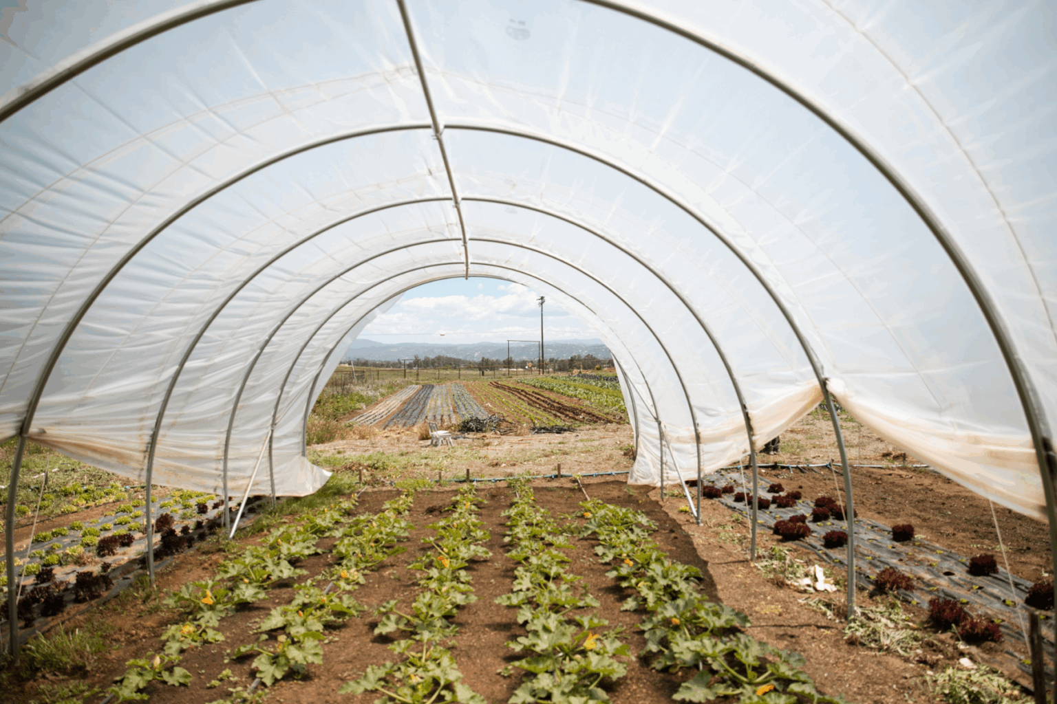 Field Notes with Ellee Igoe - Edible San Diego